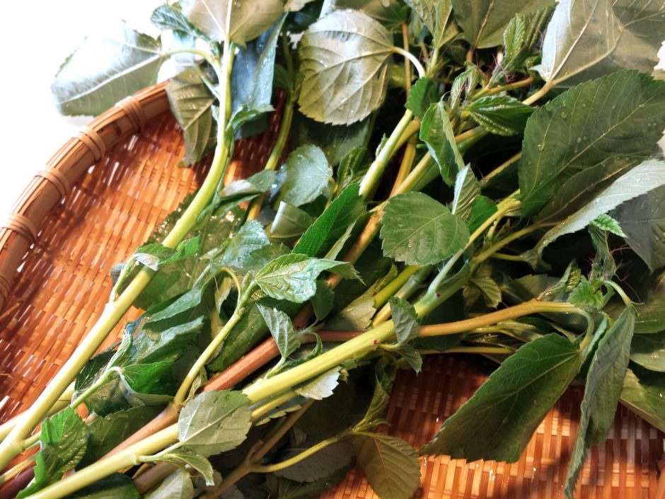 モロヘイヤは生で食べられる?新芽や茎には毒性がある?家庭菜園が危険な理由 | | お役立ち！季節の耳より情報局