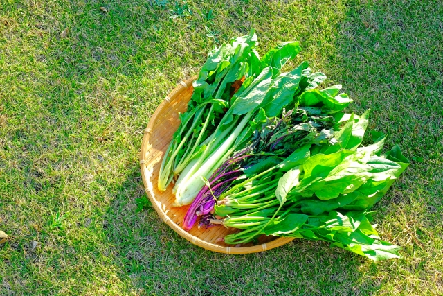 ほうれん草を食べ過ぎると体に悪いアクが危険シュウ酸とは お役立ち！季節の耳より情報局 2075