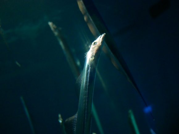 太刀魚の刺身｜日持ち期間は？漬けにすればOK?腐るとどうなる？ | | お役立ち！季節の耳より情報局